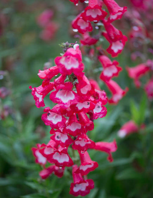 Penstemon 'Arabesque Red' (Beardtongue)
