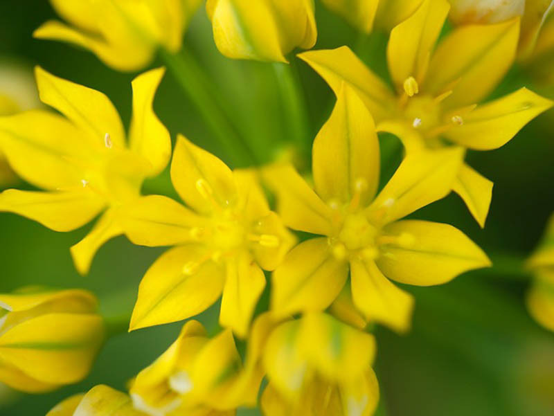 Allium moly (Lily Leek)