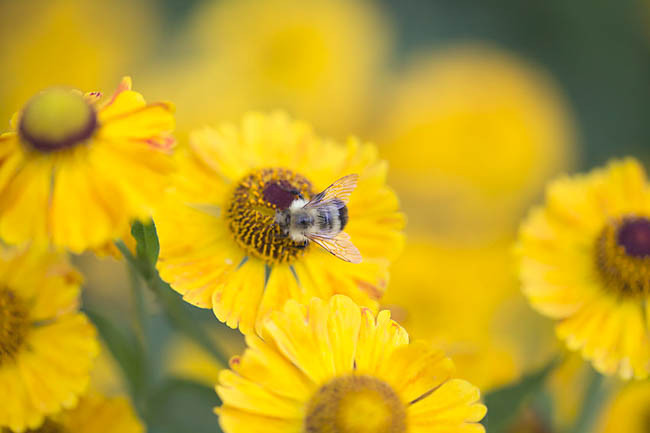 Helenium 'Zimbelstern' (Sneezeweed)