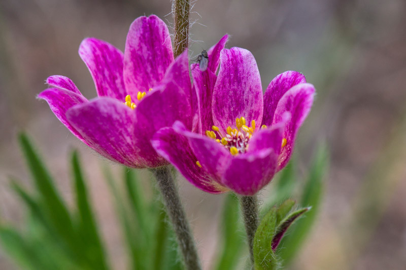 Anemone multifida (Pacific Anemone)