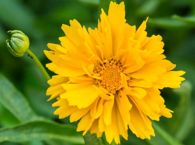 Coreopsis grandiflora 'Presto' (Tickseed)