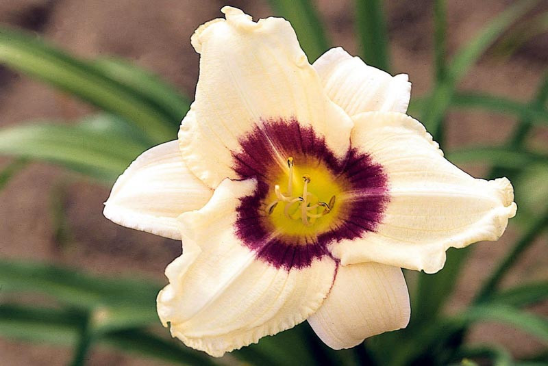 Hemerocallis 'Pandora's Box' (Reblooming Daylily)