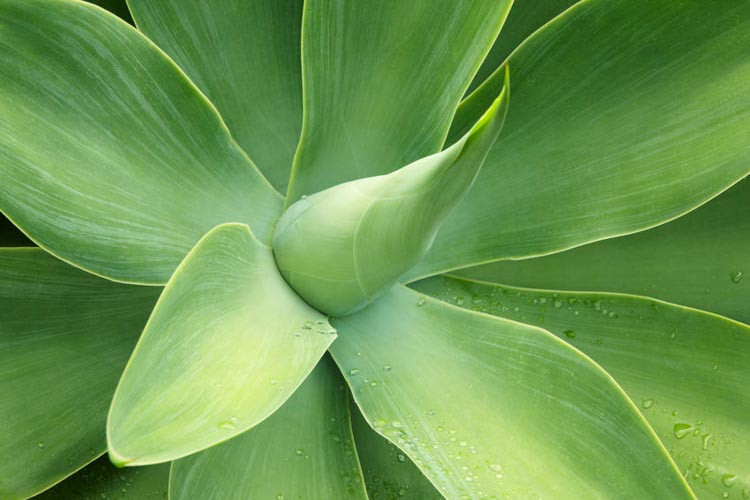 Agave attenuata (Fox Tail Agave)