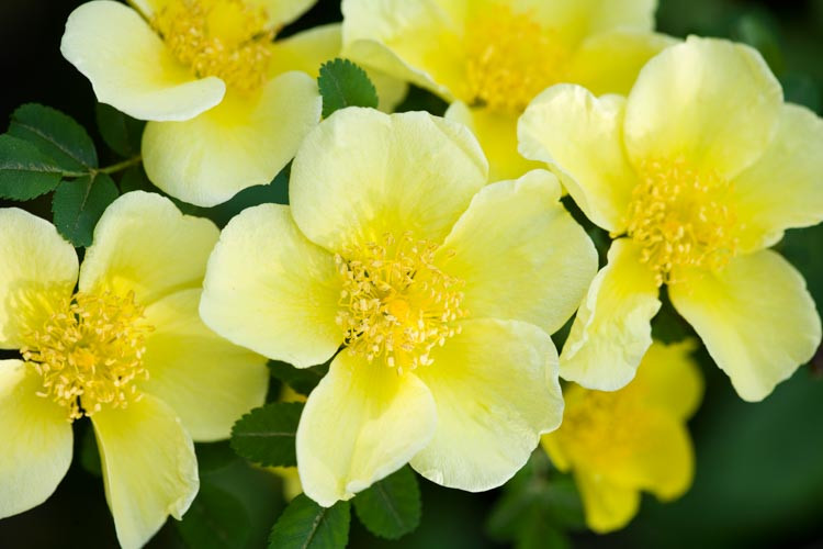 Rosa xanthina 'Canary Bird'