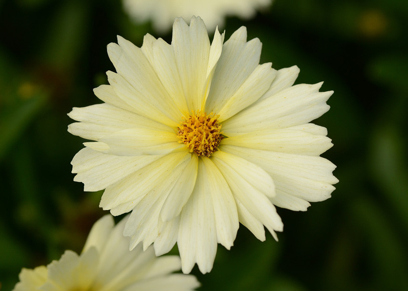 Coreopsis UPTICK™ Cream (Tickseed)