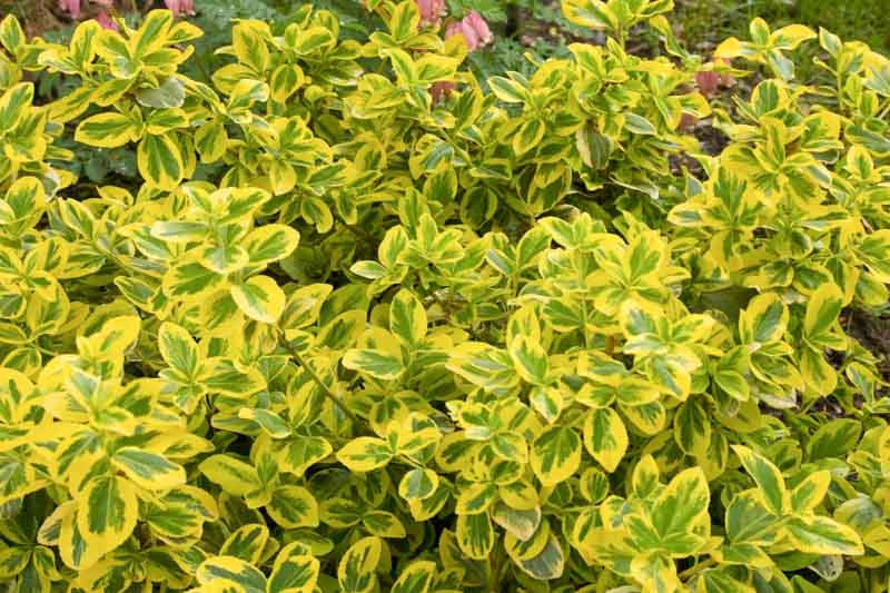 Euonymus fortunei Gold Splash® (Wintercreeper)