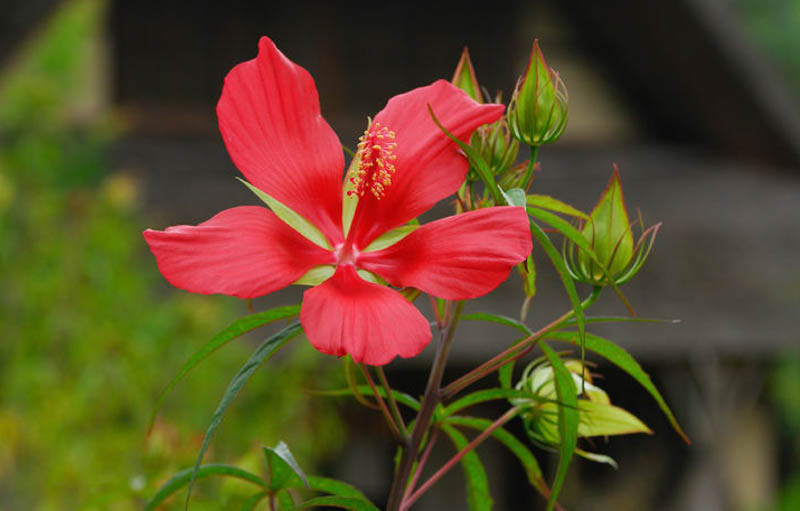 Hibiscus coccineus (Scarlet Rose Mallow)