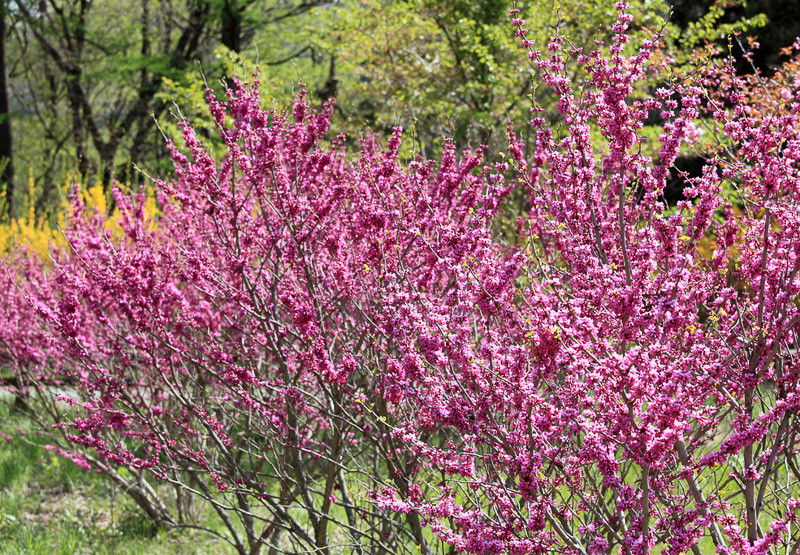 Cercis chinensis 'Avondale' (Chinese Redbud)