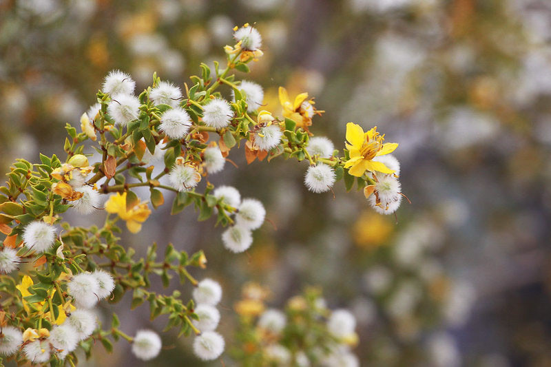Larrea tridentata (Creosote Bush)