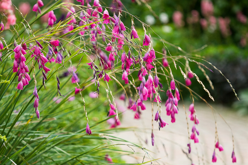 Dierama pulcherrimum (Angel's Fishing Rod)