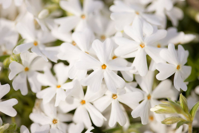 Phlox subulata 'Snowflake' (Creeping Phlox)