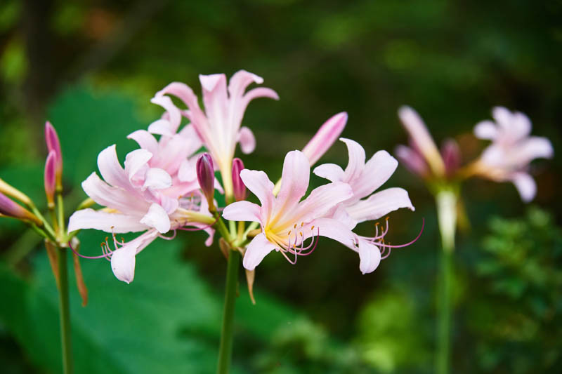 Lycoris squamigera (Resurrection Lily)