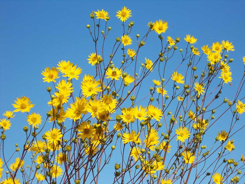 Silphium terebinthinaceum (Prairie Dock)