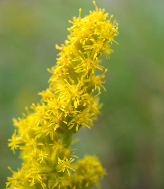 Solidago sphacelata 'Golden Fleece' (Goldenrod)