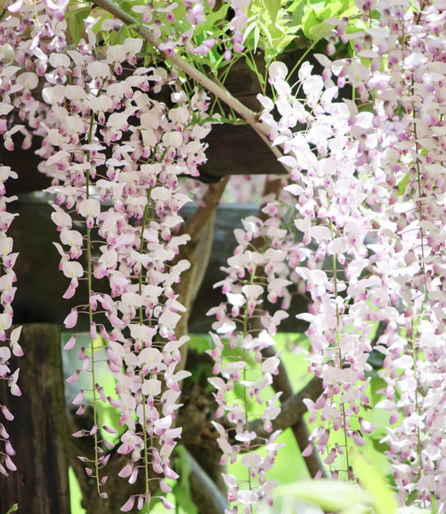 Wisteria floribunda 'Kuchi Beni' (Japanese Wisteria)