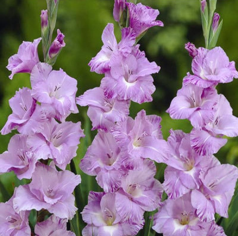 Gladiolus 'Her Majesty' (Sword Lily)