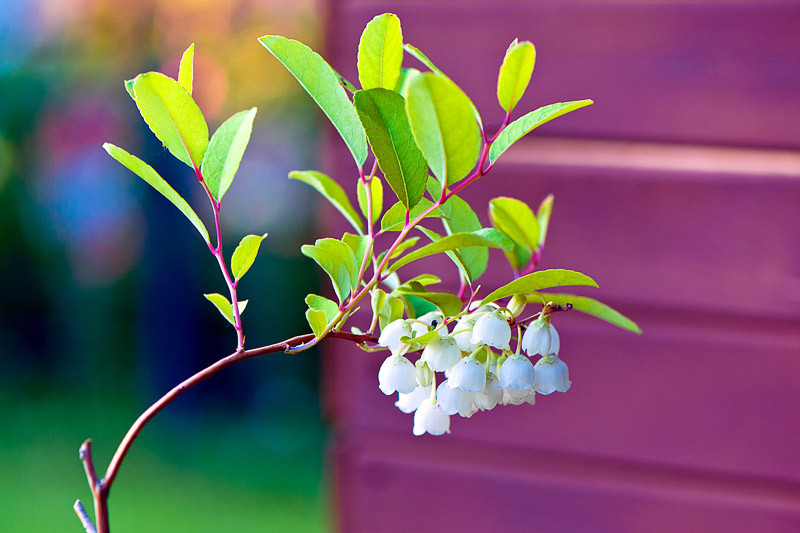 Zenobia pulverulenta (Honeycup)
