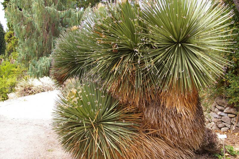 Dasylirion serratifolium (Desert Spoon)