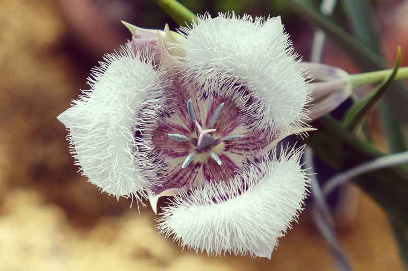 Calochortus tolmiei (Tolmie Star-Tulip)