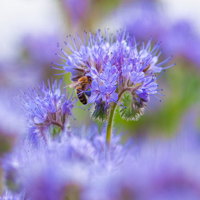 Phacelia tanacetifolia (Fiddleneck)