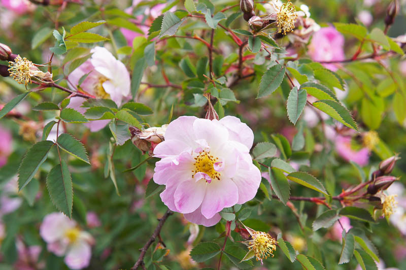 Rosa palustris (Swamp Rose)