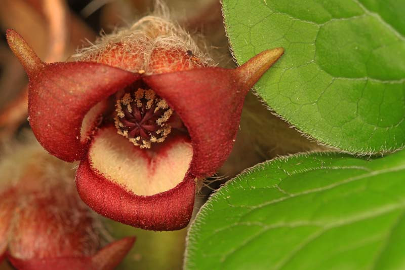 Asarum canadense (Canada Wild Ginger)