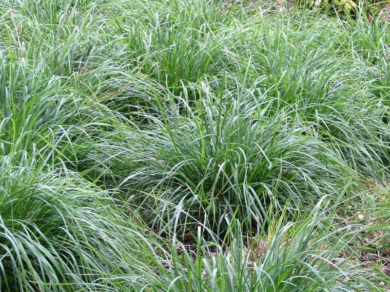 Sesleria 'Greenlee' (Greenlee Moor Grass)