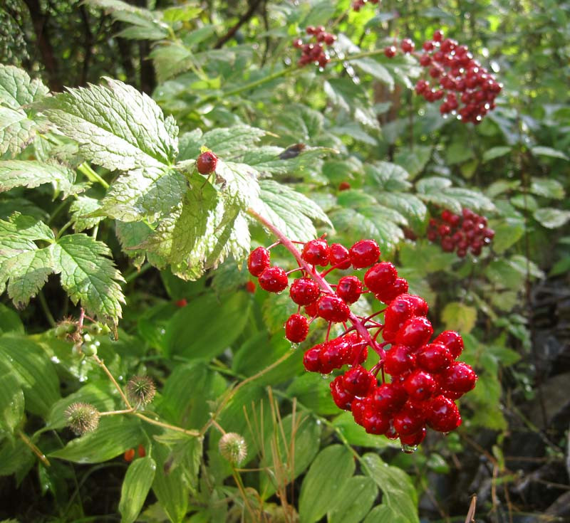 Actaea rubra (Red Baneberry)