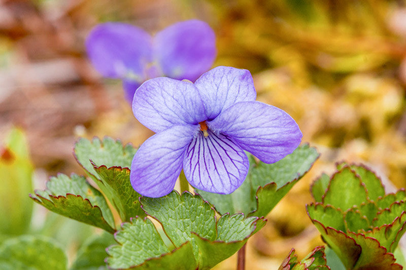 Viola langsdorffii (Alaska Violet)