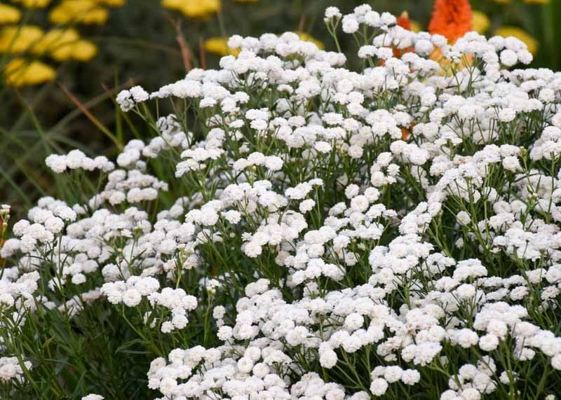 Achillea ptarmica 'Peter Cottontail' (Sneezewort)