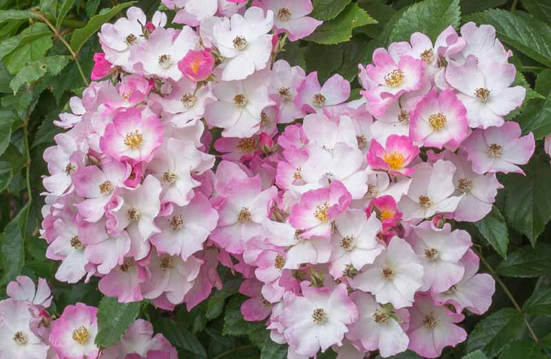 Rosa 'Ballerina' (Hybrid Musk Rose)