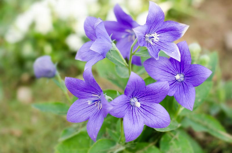 Platycodon grandiflorus (Balloon Flower)