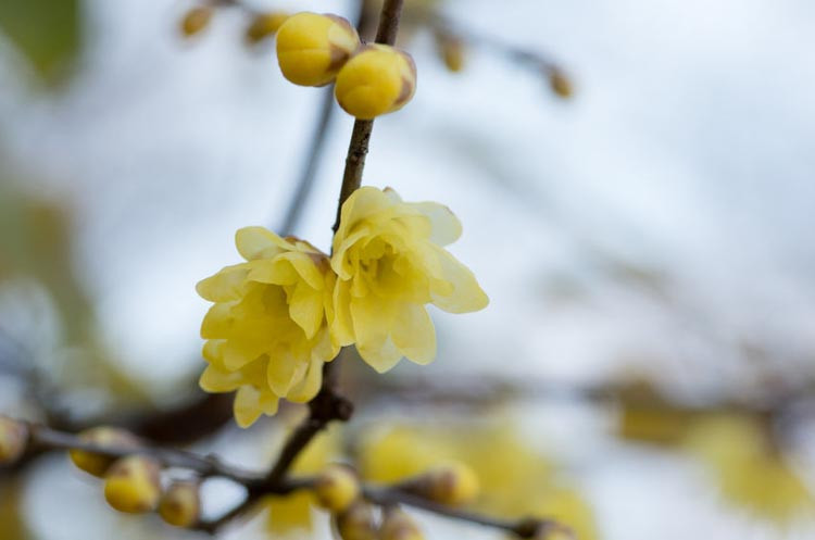 Chimonanthus praecox 'Luteus' (Wintersweet)