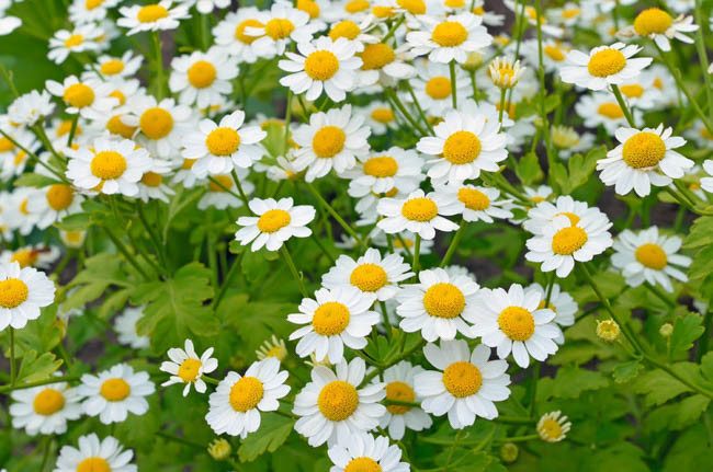Tanacetum parthenium 'Aureum' (Golden Feverfew)