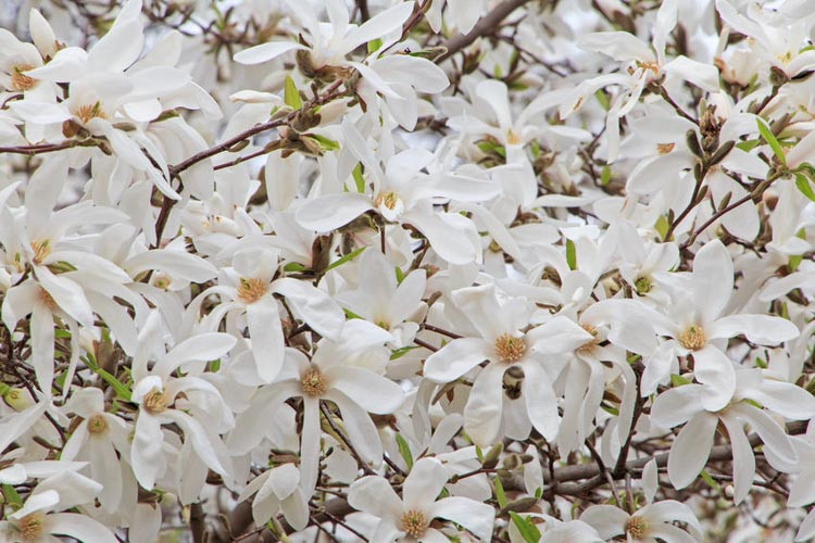 Magnolia salicifolia 'Wada's Memory' (Anise Magnolia)