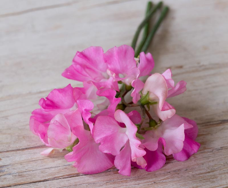 Lathyrus odoratus 'Mrs Bernard Jones' (Sweet Pea)