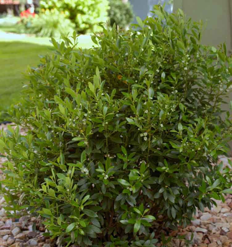 Ilex glabra 'Shamrock' (Inkberry)