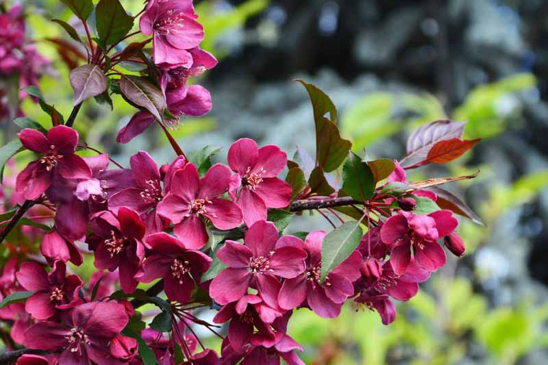 Malus 'Royalty' (Crabapple)