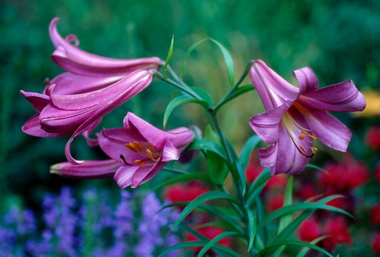 Lilium 'Pink Perfection' (Trumpet Lily)