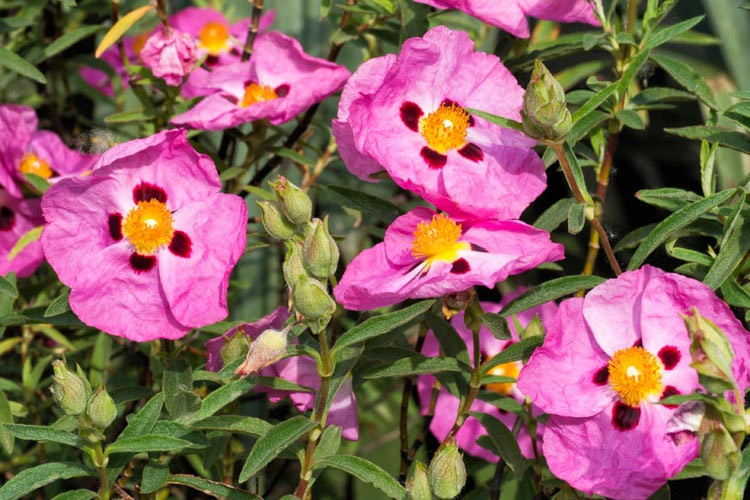 Cistus purpureus (Purple-Flowered Rock Rose)