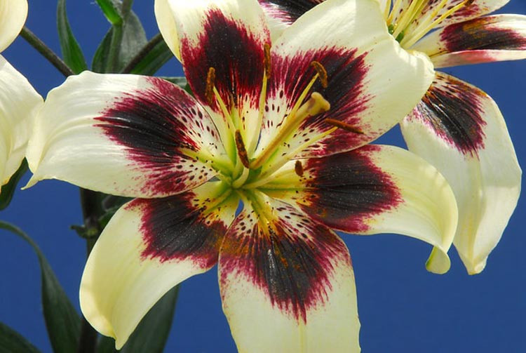 Lilium 'Patricia's Pride' (Asiatic Lily)
