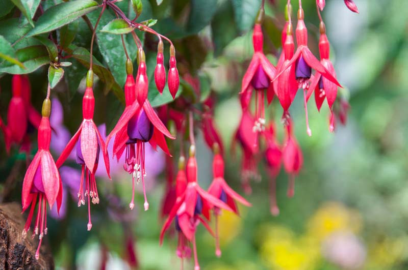 Fuchsia 'Mrs Popple' (Hardy Fuchsia)