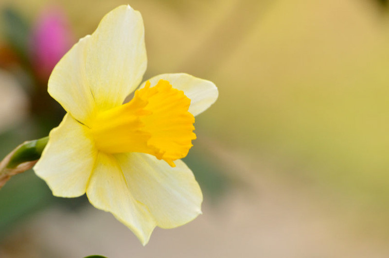 Narcissus pseudonarcissus (Wild Daffodil)