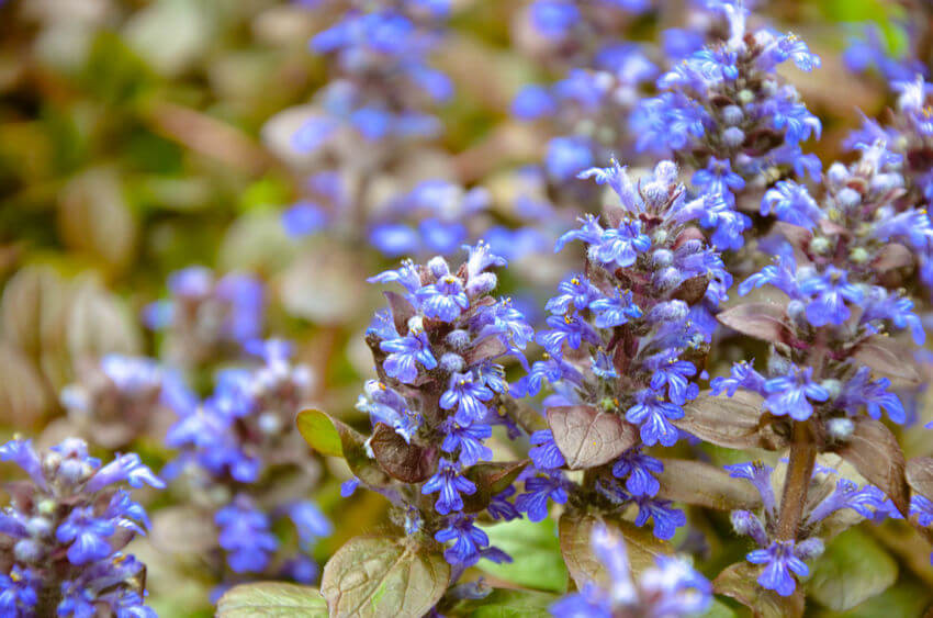 Ajuga reptans 'Chocolate Chip' (Carpet Bugle)