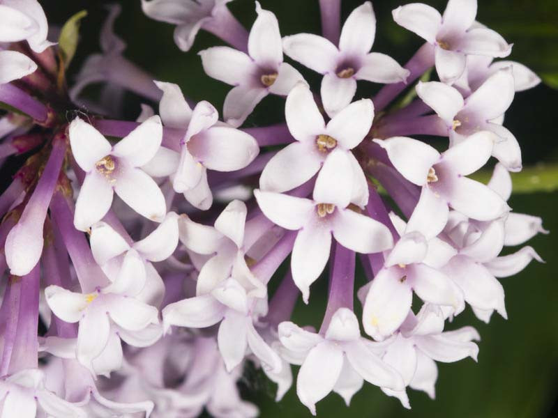 Syringa x persica (Persian Lilac)