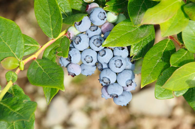 Vaccinium corymbosum 'Toro' (Highbush Blueberry)