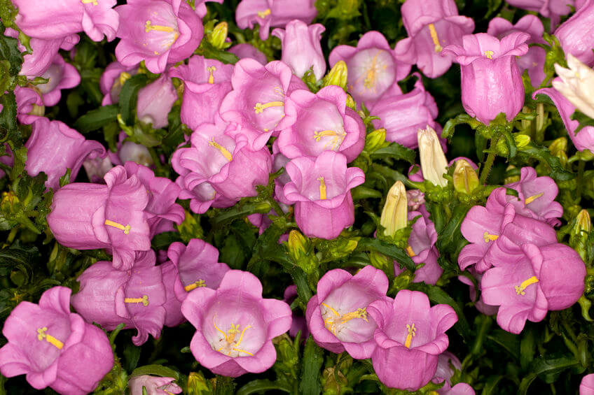 Campanula medium 'Champion Pink' (Canterbury Bells)
