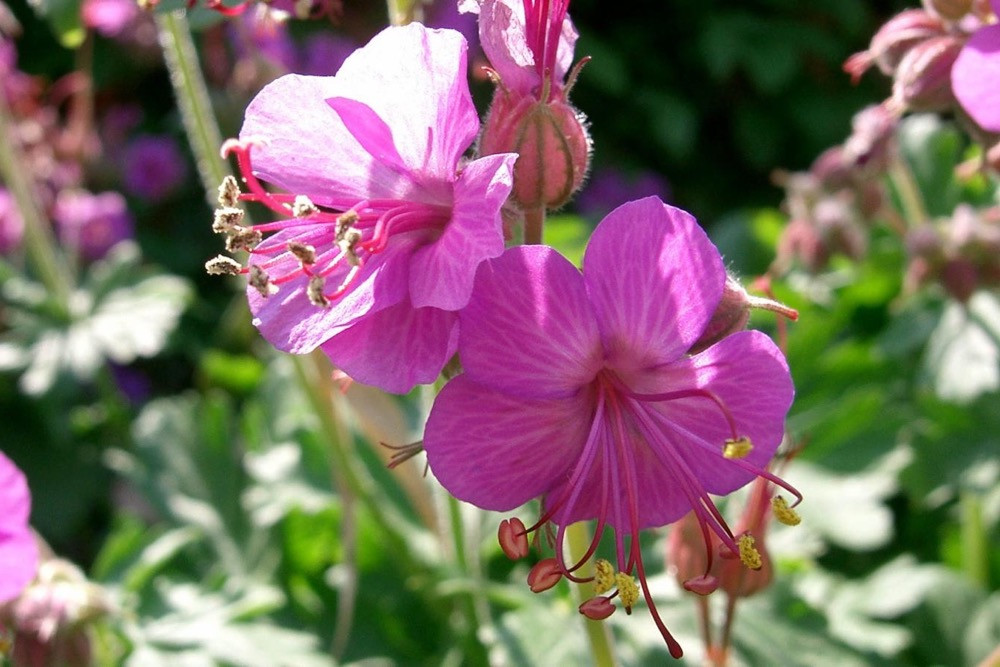 Geranium macrorrhizum 'Bevan's Variety' (Cranesbill)
