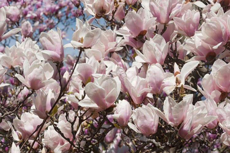 Magnolia × soulangeana 'Alba Superba' (Saucer Magnolia)