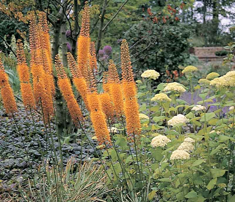 Eremurus x isabellinus 'Pinokkio' (Foxtail Lily)